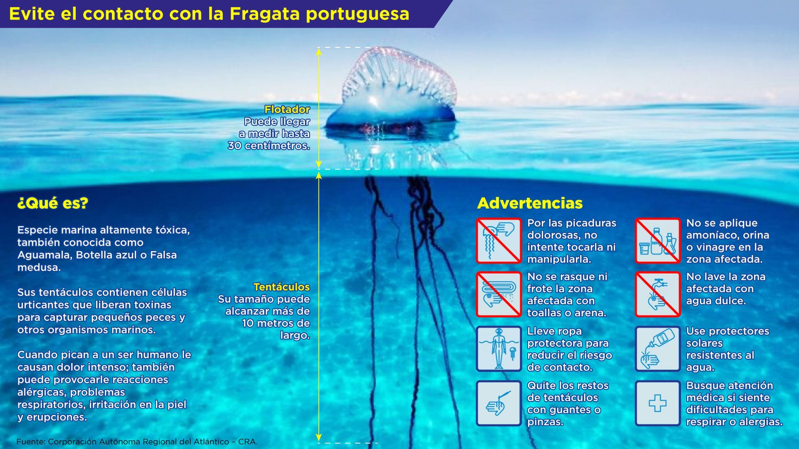 En playas del Atlántico, ¡esté alerta a la Fragata portuguesa o ...